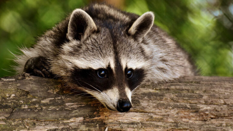 Transgender Animals - Is it Possible? - My Transgender Blog