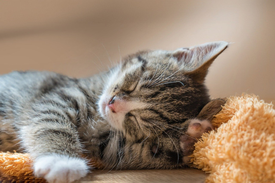 Transgender Animals - Is it Possible? - My Transgender Blog